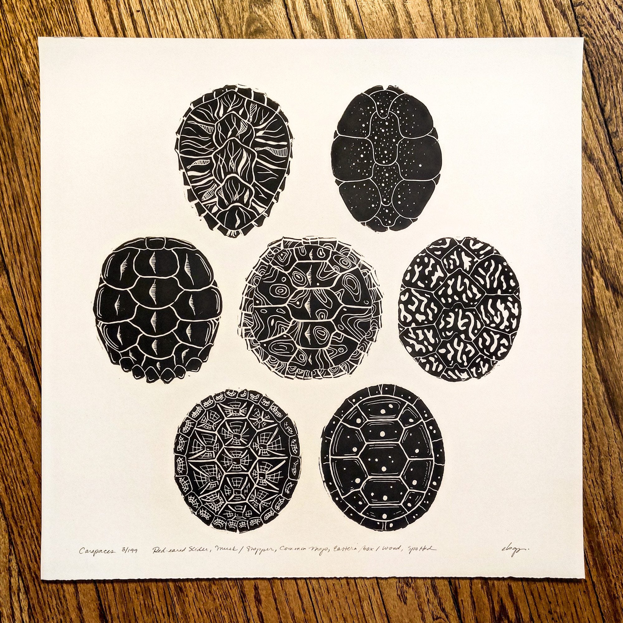 Carapaces Turtle Linoprint | Big Mitten Linocuts
